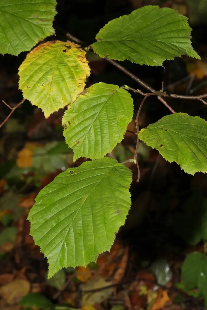 Corylus avellana - Deciduous,Edible Fruit/Nuts,Fruits - Common Filbert ...