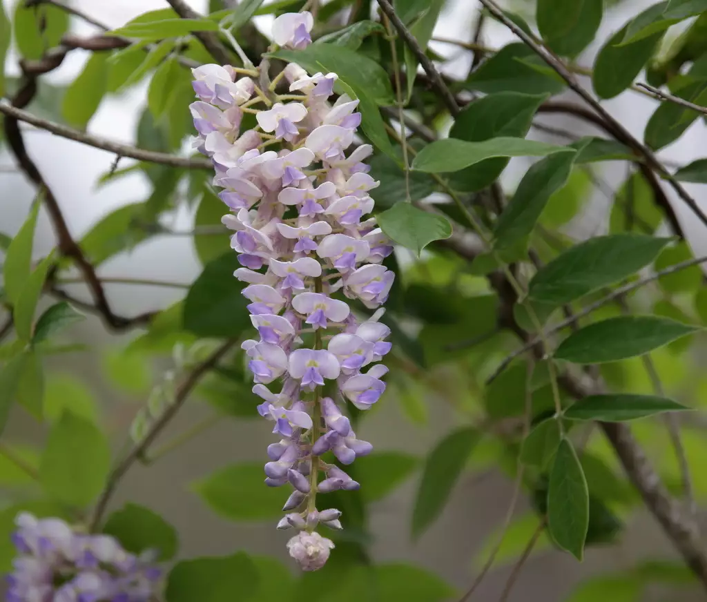 Wisteria frutescens - Common Bonsai,Vine - American Wisteria
