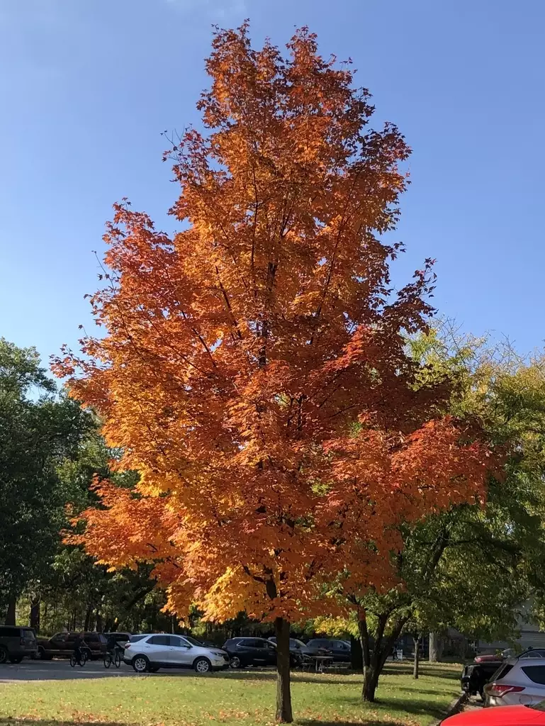 Sheffield's Seed Company