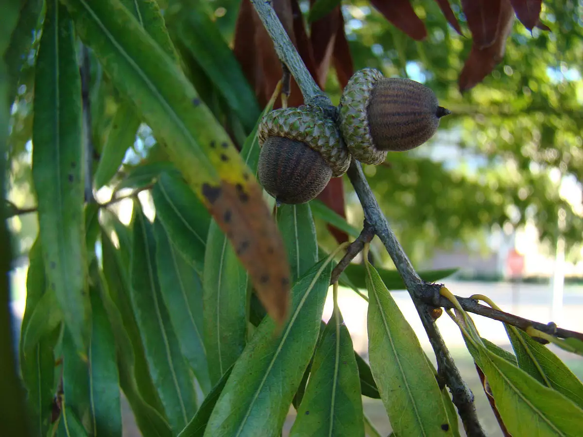 Quercus phellos - Deciduous,Hardwood - Willow Oak