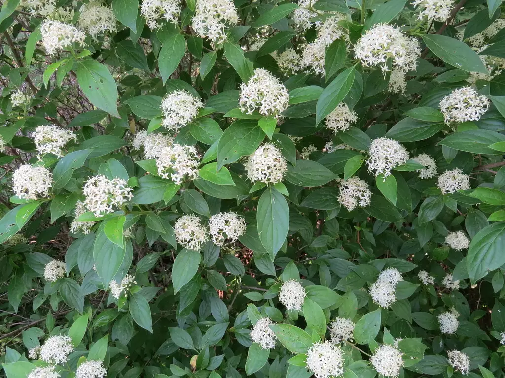 Cornus racemosa - Shrub - Gray Dogwood, Northern Swamp Dogwood