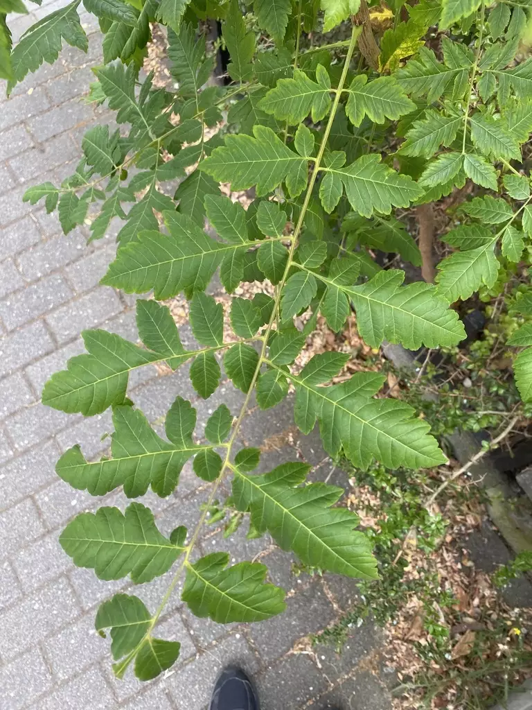 Koelreuteria paniculata - Deciduous,Flowering Tree - Golden Rain Tree ...