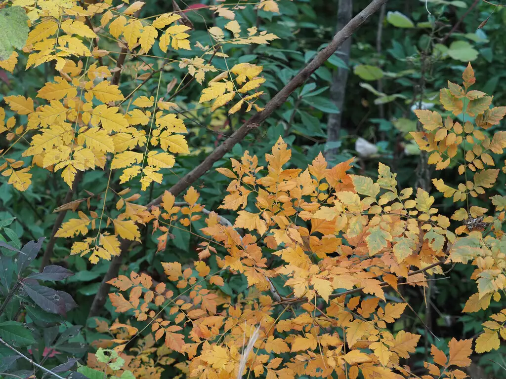 Koelreuteria paniculata - Deciduous,Flowering Tree - Golden Rain Tree ...