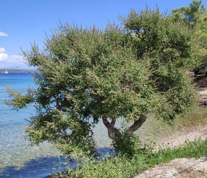 Vitex agnus-castus - Medicinal Herbs,Shrub - Lilac Chastetree, Monks ...