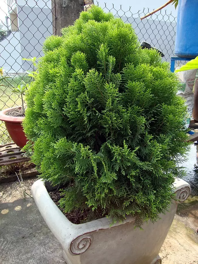 Platycladus orientalis 'Compacta' - Shrub - Dwarf Oriental Arborvitae