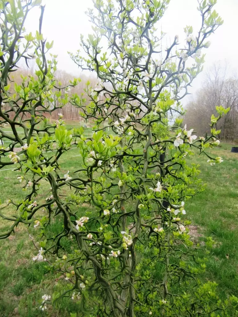 Poncirus trifoliata - Common Bonsai,Flowering Tree - Hardy Orange ...
