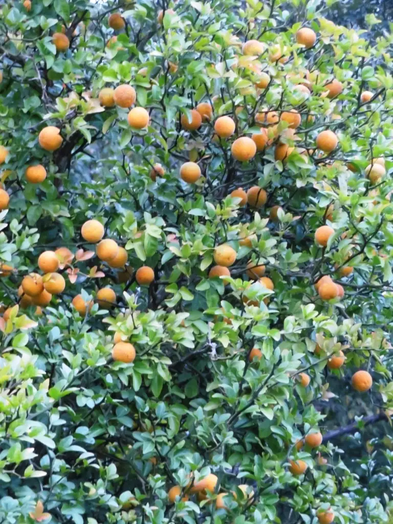 Poncirus trifoliata - Common Bonsai,Flowering Tree - Hardy Orange ...