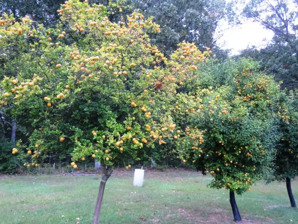 Poncirus trifoliata - Common Bonsai,Flowering Tree - Hardy Orange ...