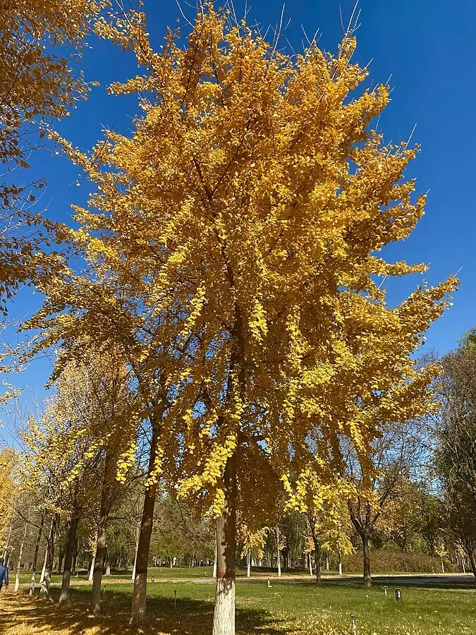 Ginkgo biloba - Common Bonsai,Conifer,Medicinal Herbs - Ginkgo ...