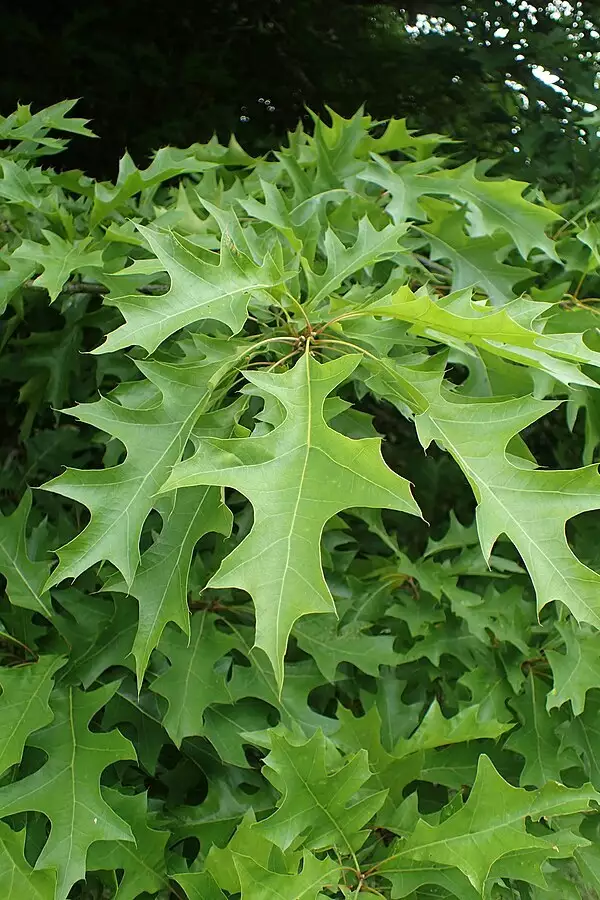 Quercus texana - Deciduous,Hardwood,Shade Tree - Nuttall Oak
