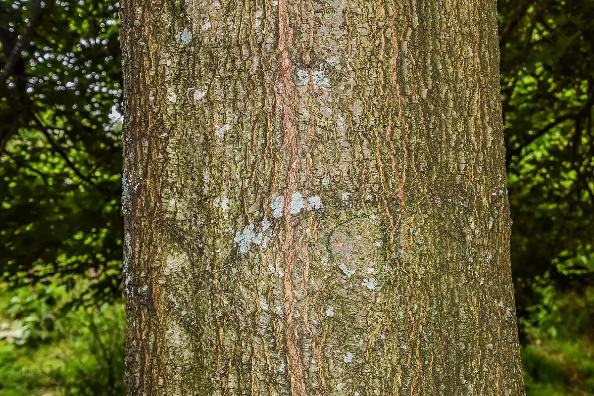Quercus texana - Deciduous,Hardwood,Shade Tree - Nuttall Oak