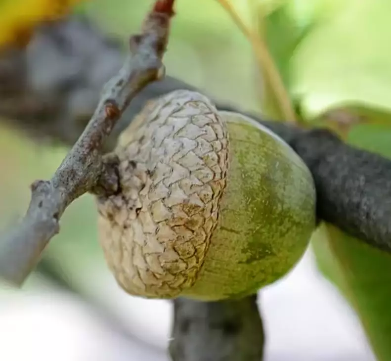 Quercus texana - Deciduous,Hardwood,Shade Tree - Nuttall Oak