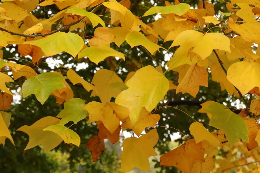 Winged Seeds For Planting Seed Heads Of Tulip Tree / Liriodendron ...