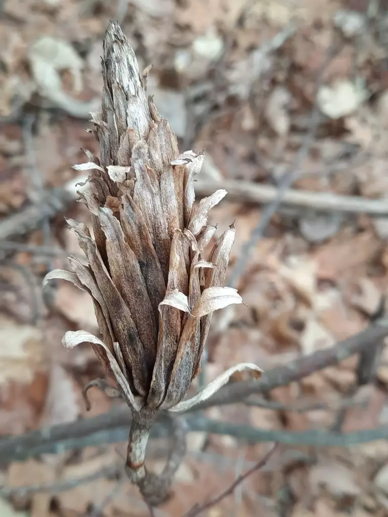 Liriodendron tulipifera winged - Deciduous,Hardwood,Shade Tree ...