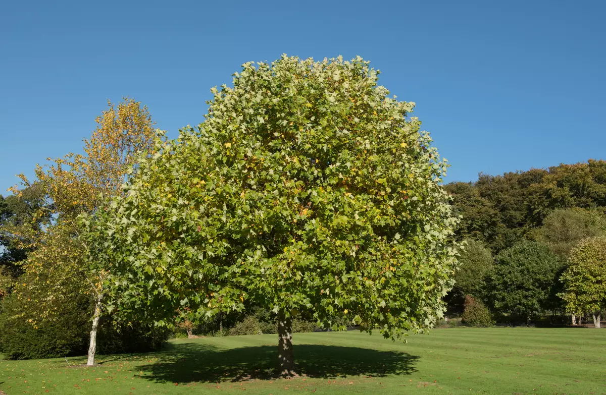 Liriodendron tulipifera winged - Deciduous,Hardwood,Shade Tree ...