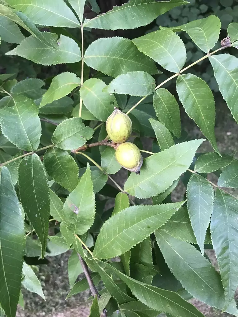 Carya glabra - Hardwood - Pignut Hickory