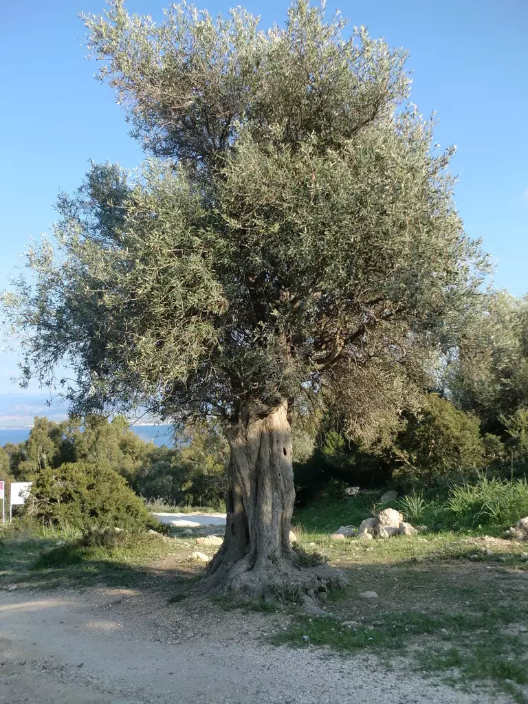 Olea europaea - Common Bonsai,Web page Navigation - Common Olive ...