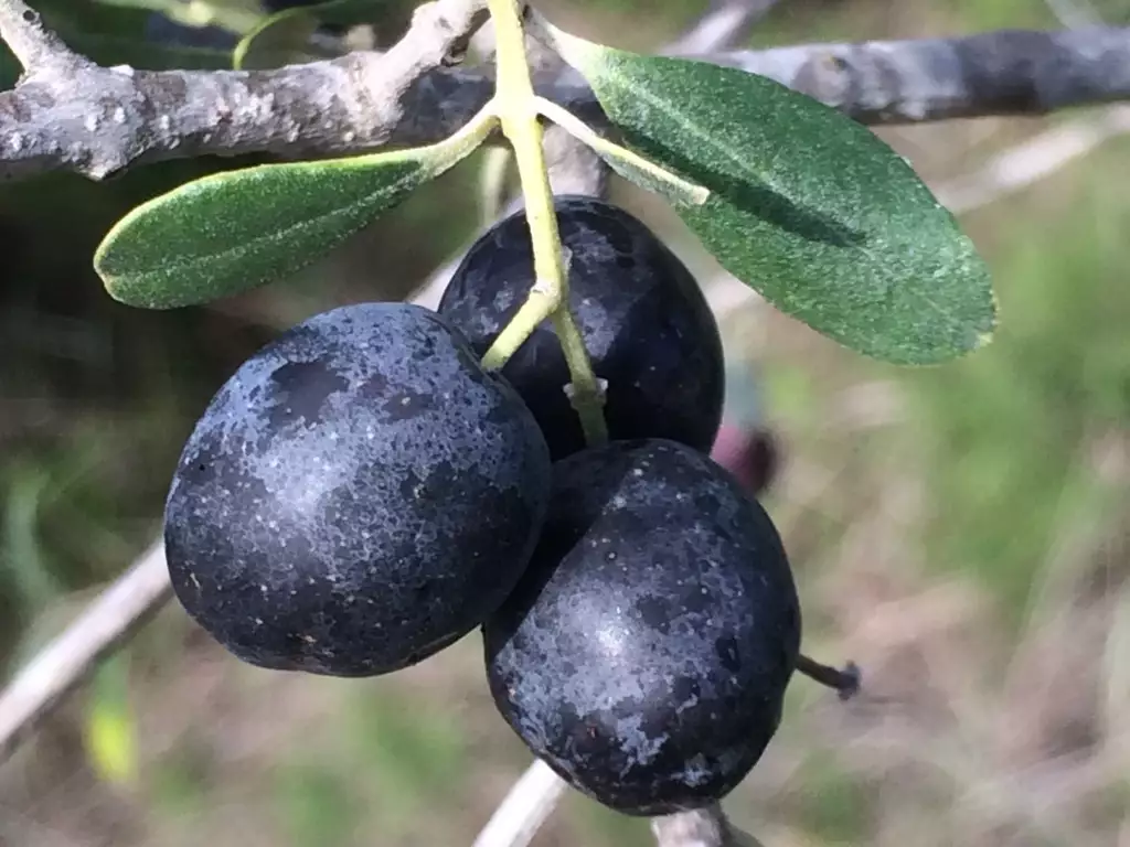 Olea europaea - Common Bonsai,Web page Navigation - Common Olive ...