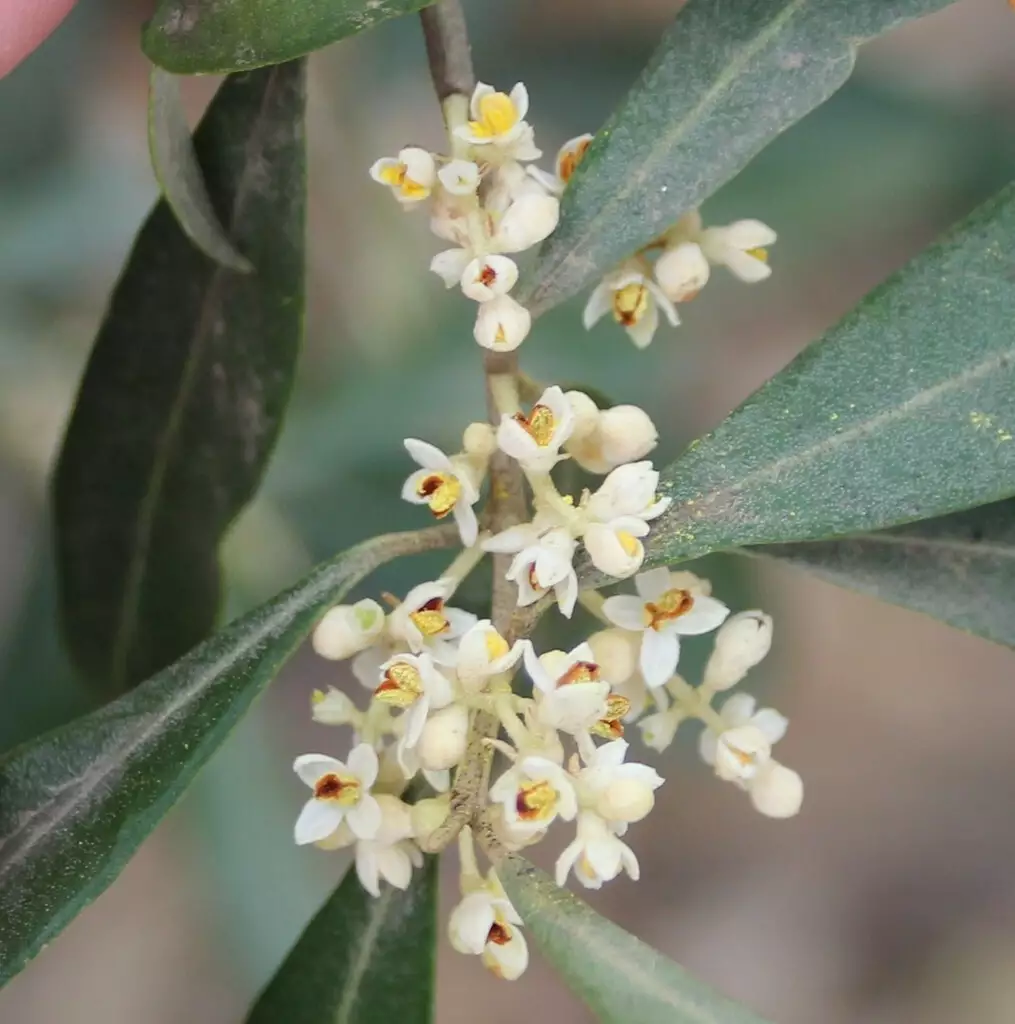 Olea europaea - Common Bonsai,Web page Navigation - Common Olive ...