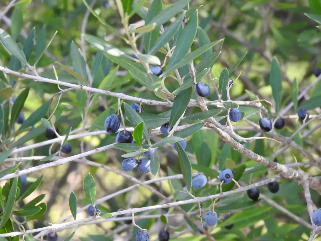 Olea europaea - Common Bonsai,Web page Navigation - Common Olive ...