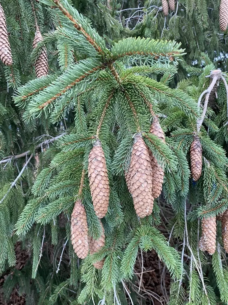 Picea abies North America - Common Bonsai,Conifer,Evergreen Leaves ...