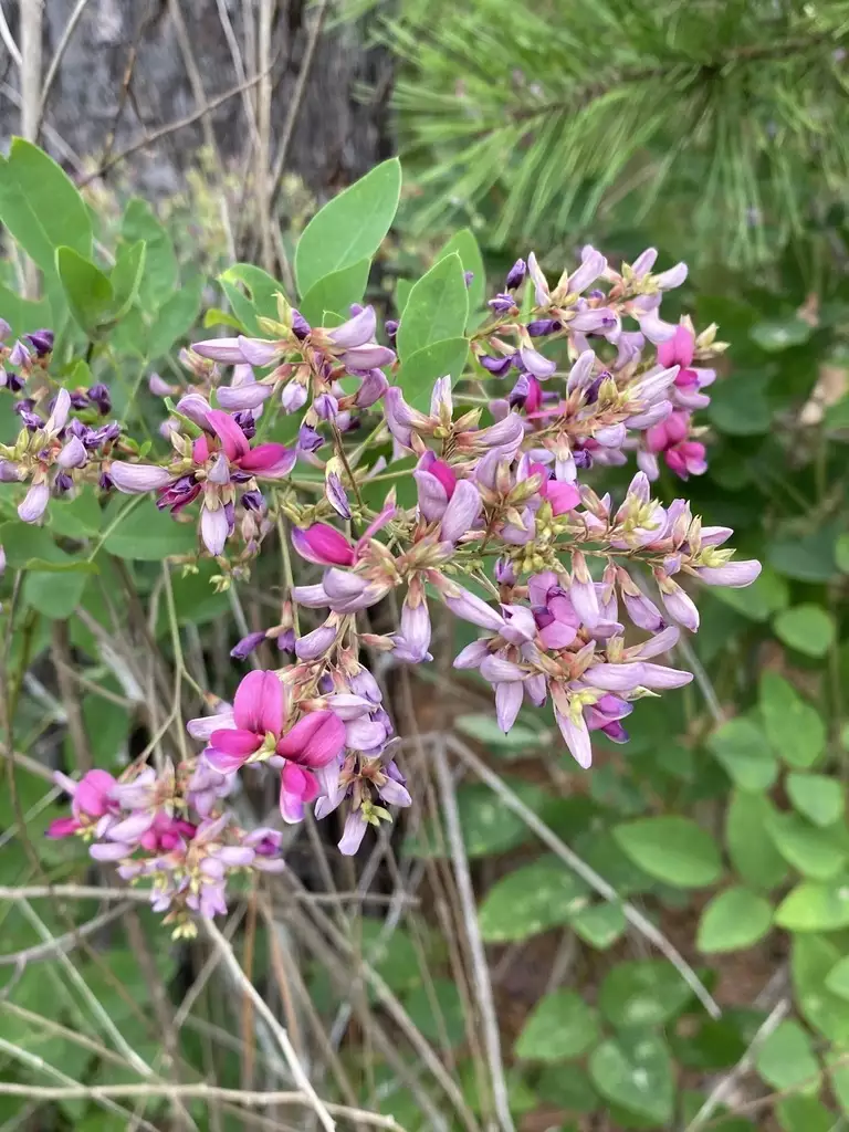 Lespedeza bicolor - Shrub - Bicolor Lespedeza, Bush Clover, Shrub ...
