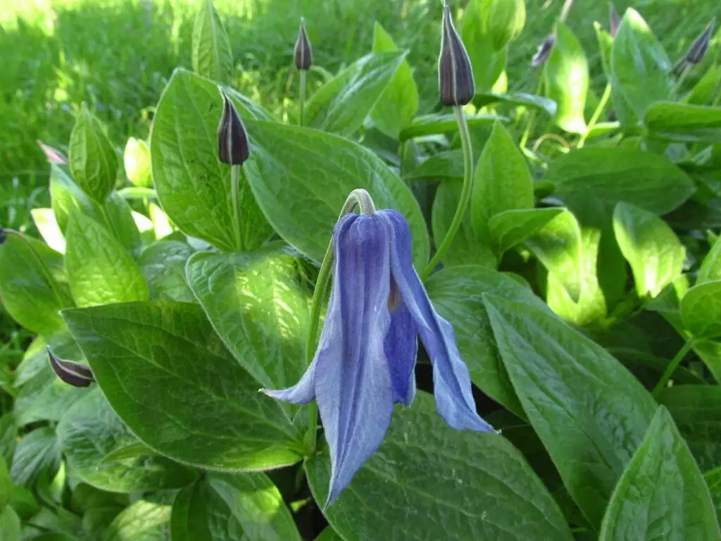 Clematis integrifolia - Flower,Herbaceous Plants,Vine,Web page ...