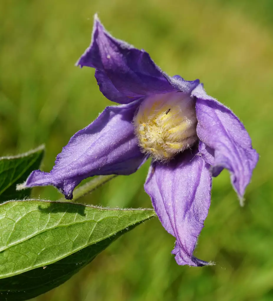 Clematis integrifolia - Flower,Herbaceous Plants,Vine,Web page ...