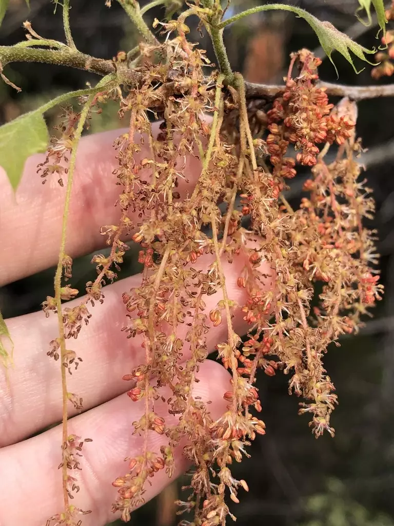 Quercus buckleyi - Hardwood,Tree,Web page Navigation - Buckley Oak ...