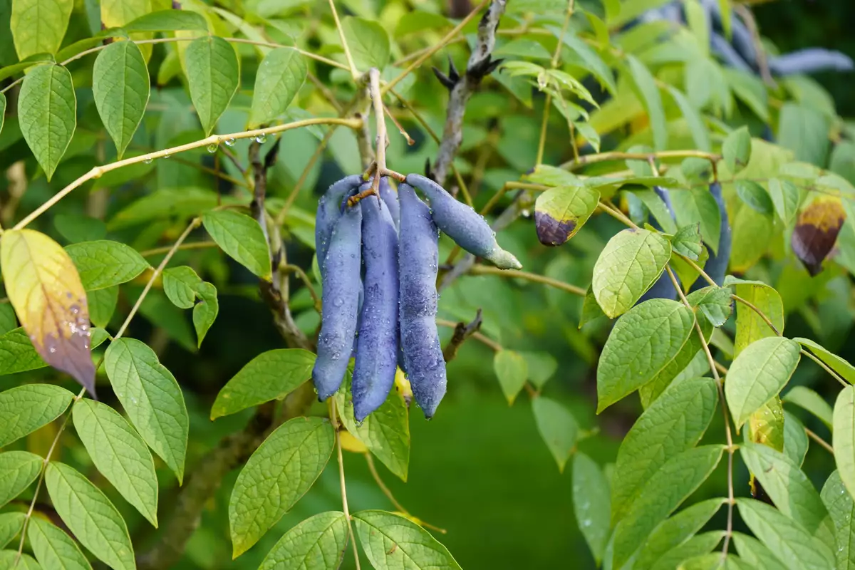 Decaisnea fargesii - Shrub - Blue Sausage Fruit, Blue-bean, Dead Man's ...