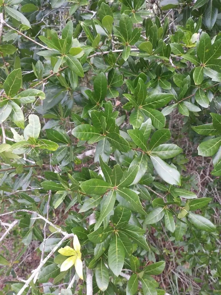 Quercus hemisphaerica - Hardwood - Darlington Oak, Laurel Oak, Laurel ...