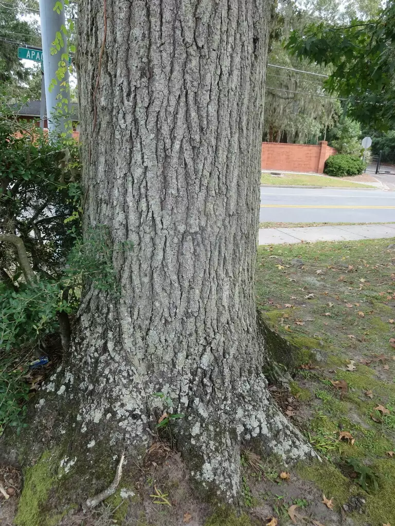 Quercus falcata - Deciduous,Hardwood,Shade Tree - Southern Red Oak ...