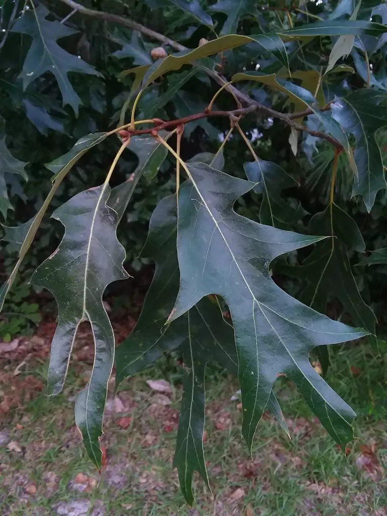 Quercus falcata - Deciduous,Hardwood,Shade Tree - Southern Red Oak ...