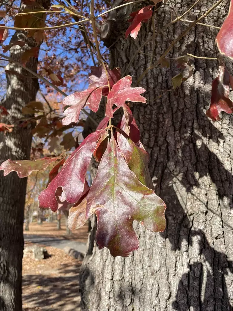 Quercus falcata - Deciduous,Hardwood,Shade Tree - Southern Red Oak ...