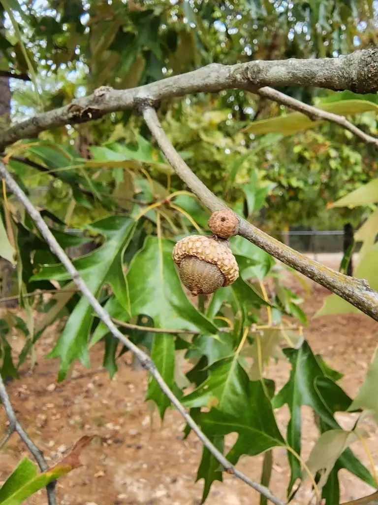 Quercus falcata - Deciduous,Hardwood,Shade Tree - Southern Red Oak ...