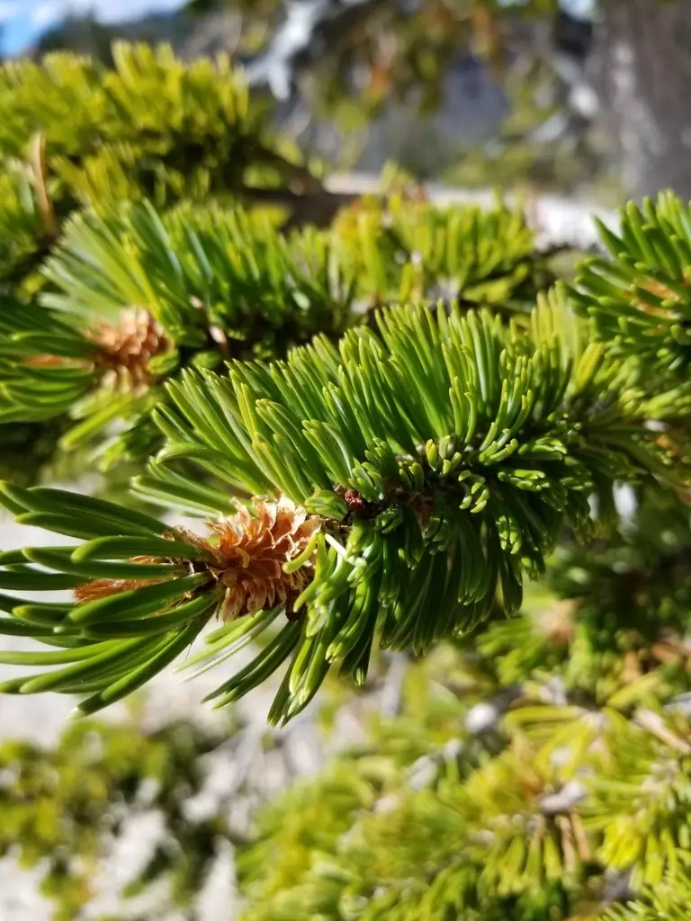 Pinus longaeva - Common Bonsai,Conifer,Endangered Species - Ancient ...
