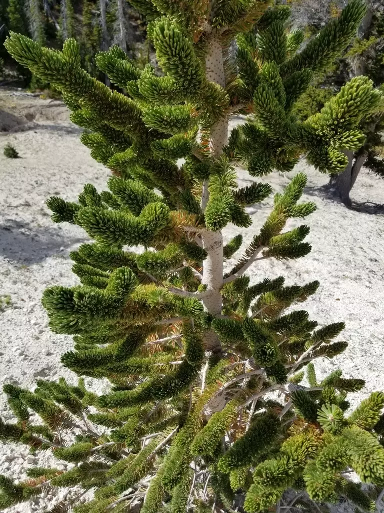 Pinus longaeva - Common Bonsai,Conifer,Endangered Species - Ancient ...
