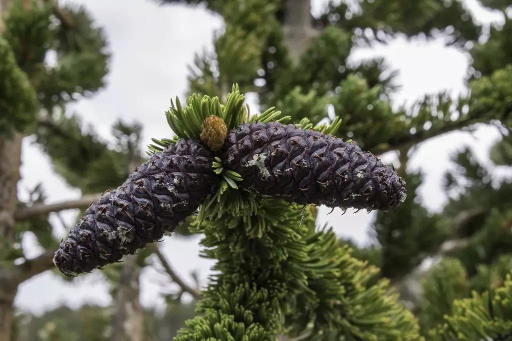 Pinus longaeva - Common Bonsai,Conifer,Endangered Species - Ancient ...