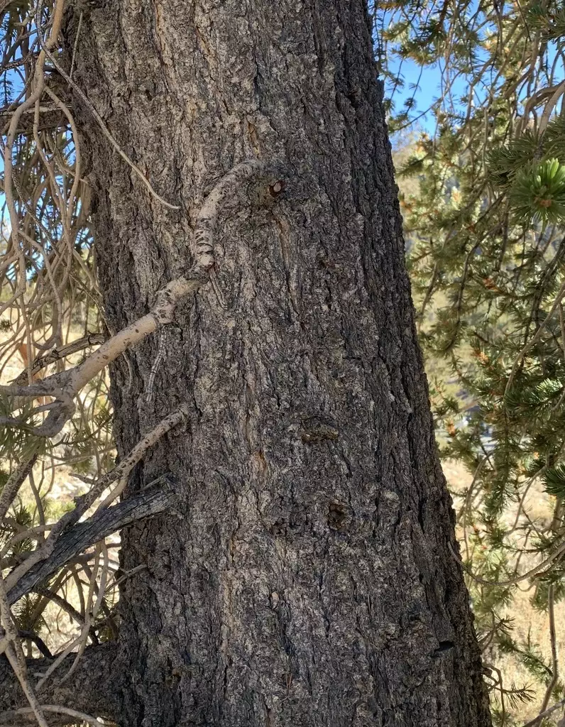 Pinus longaeva - Common Bonsai,Conifer,Endangered Species - Ancient ...