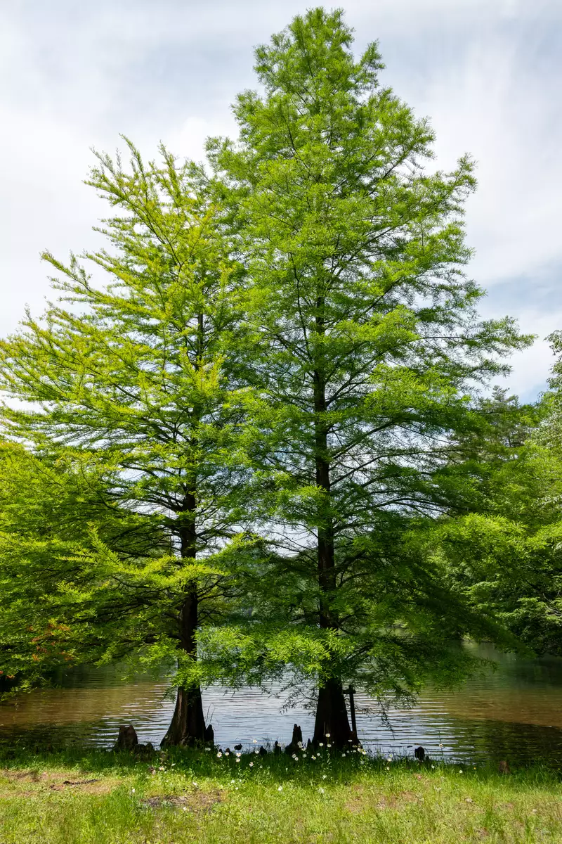 Taxodium distichum Northern - Common Bonsai,Conifer,Deciduous - Bald ...