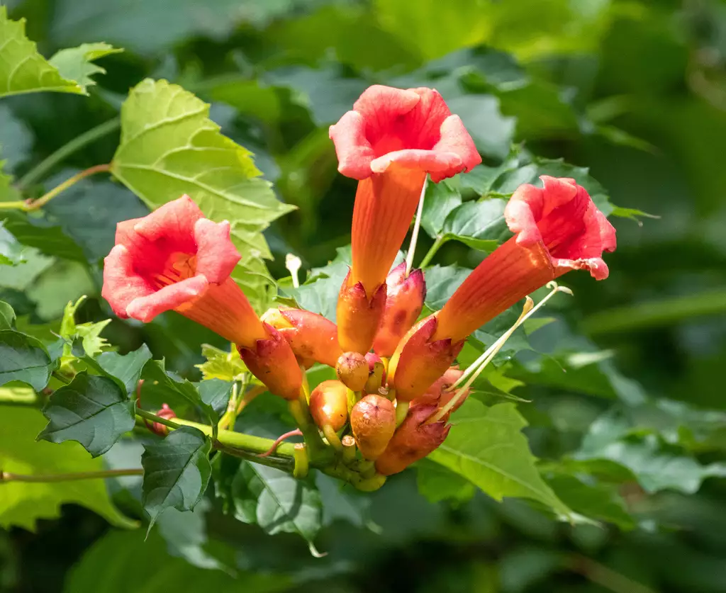 Campsis radicans - Vine - Cow Itch Vine, Trumpet Creeper, Trumpet Vine