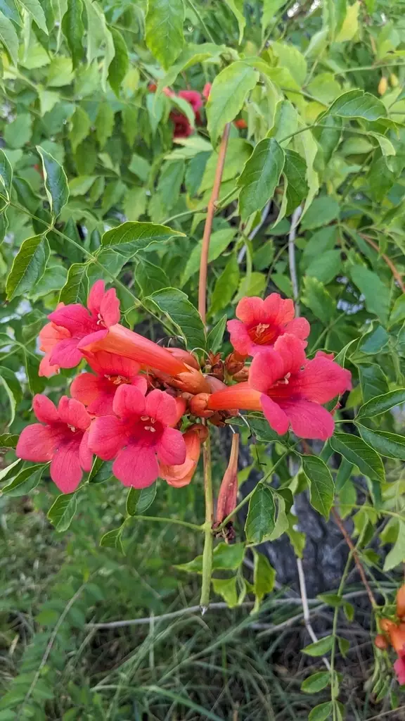 Campsis radicans - Vine - Cow Itch Vine, Trumpet Creeper, Trumpet Vine