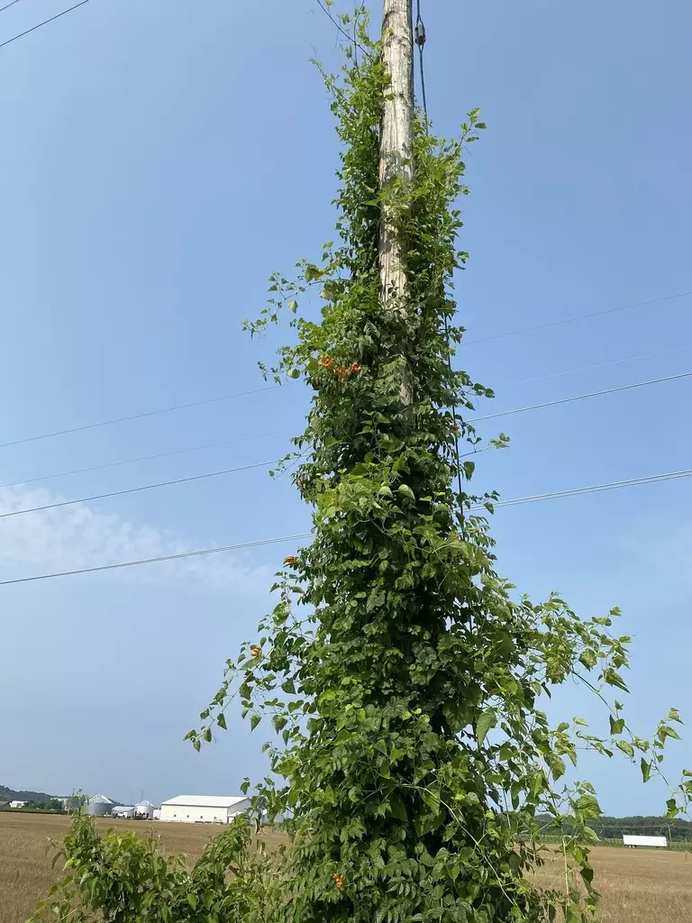 Campsis radicans - Vine - Cow Itch Vine, Trumpet Creeper, Trumpet Vine