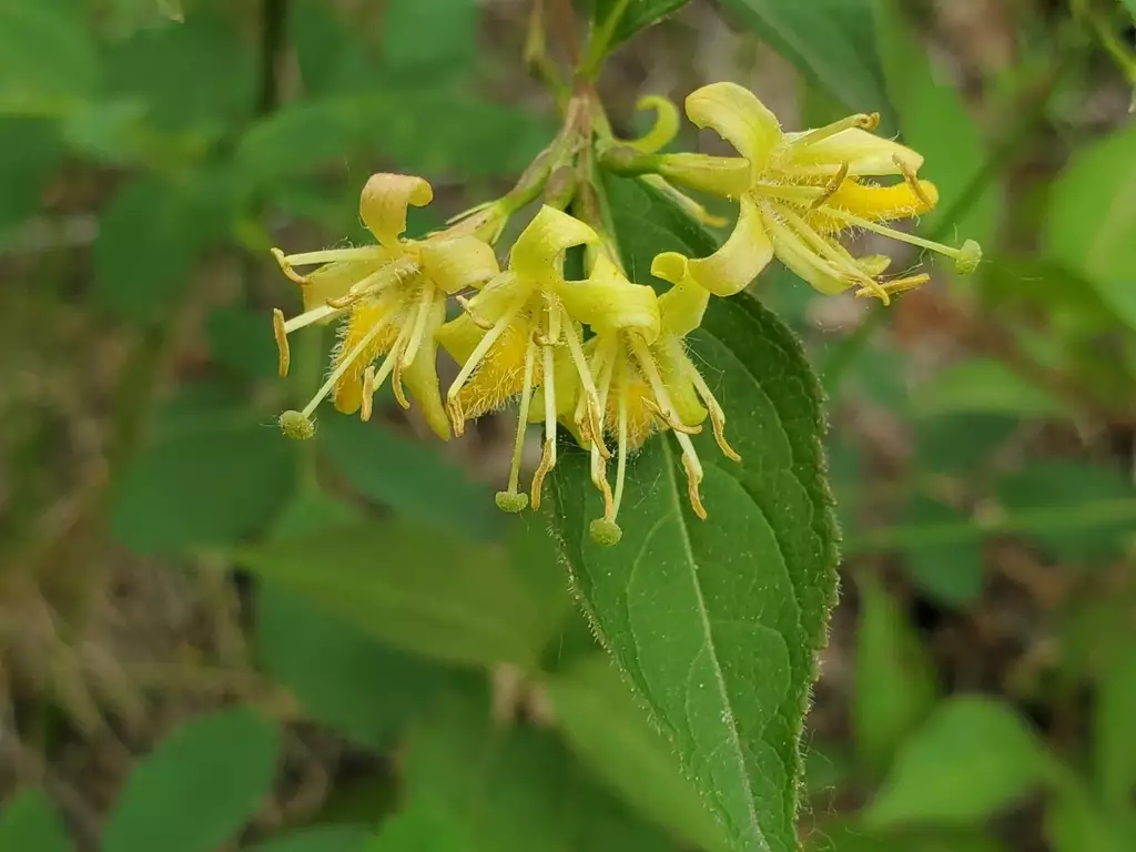 Diervilla lonicera - Shrub - Dwarf Bush Honeysuckle, Dwarf Bush ...