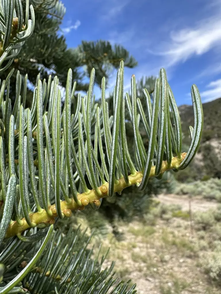 Abies concolor ssp. concolor CO, San Juan - Conifer - Concolor Fir ...