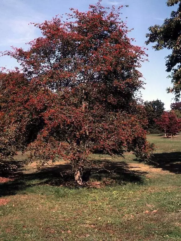Crataegus phaenopyrum - Common Bonsai,Medicinal Herbs,Ornamental Fruit ...