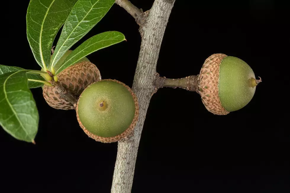 Quercus hemisphaerica - Hardwood - Darlington Oak, Laurel Oak, Laurel ...