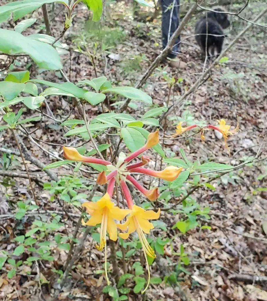 Rhododendron austrinum - Web page Navigation - Florida Azalea, Orange ...