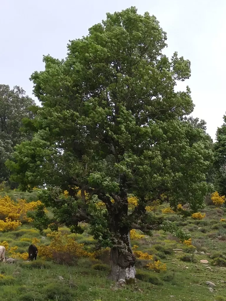 Quercus canariensis - Hardwood - Algerian Oak, Mirbeck's Oak