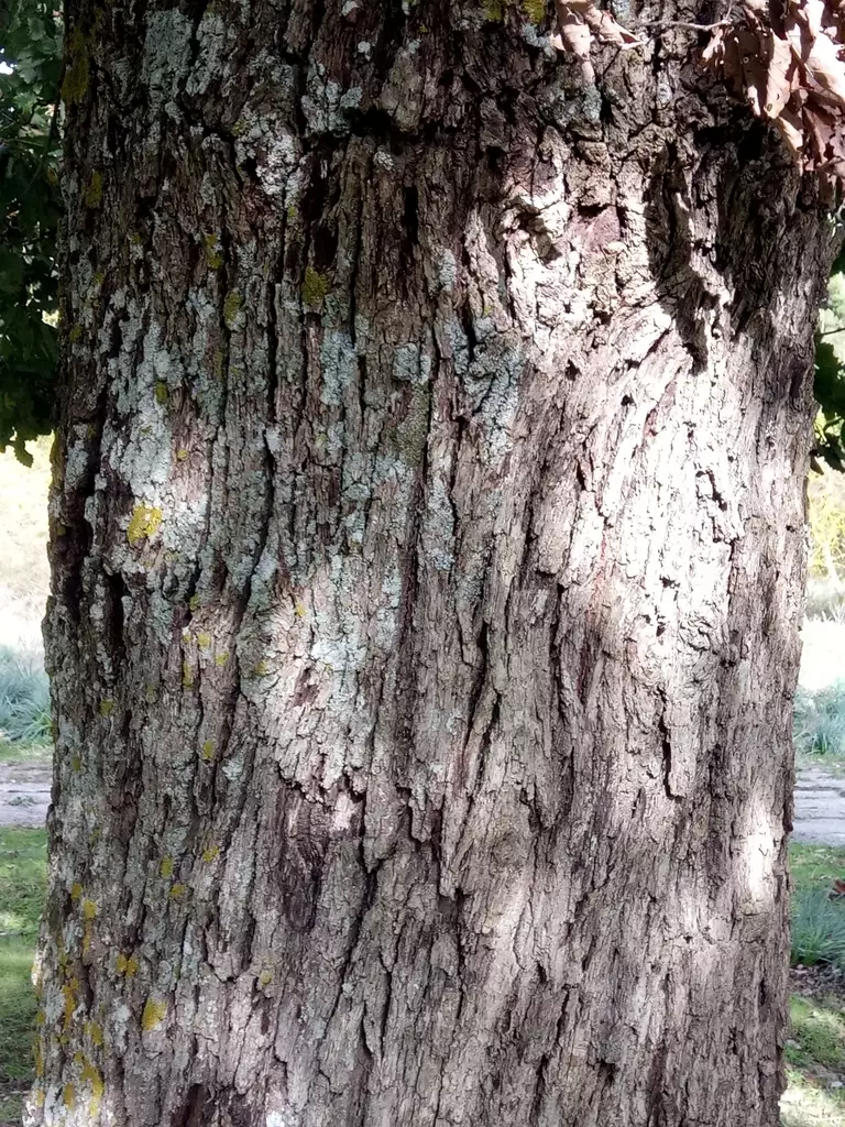 Quercus canariensis - Hardwood - Algerian Oak, Mirbeck's Oak